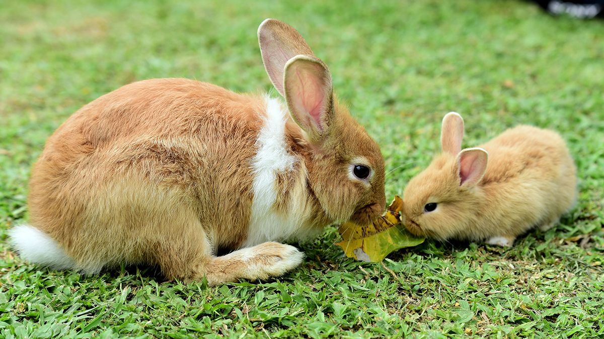 Comment appelle-t-on la femelle du lapin